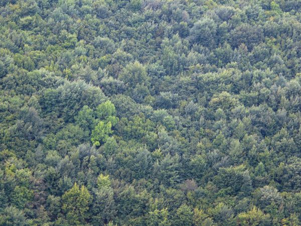 forest from the above texture 0011 - Texturelib